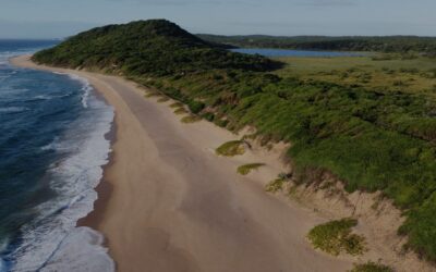 The Elephants of Mozambique